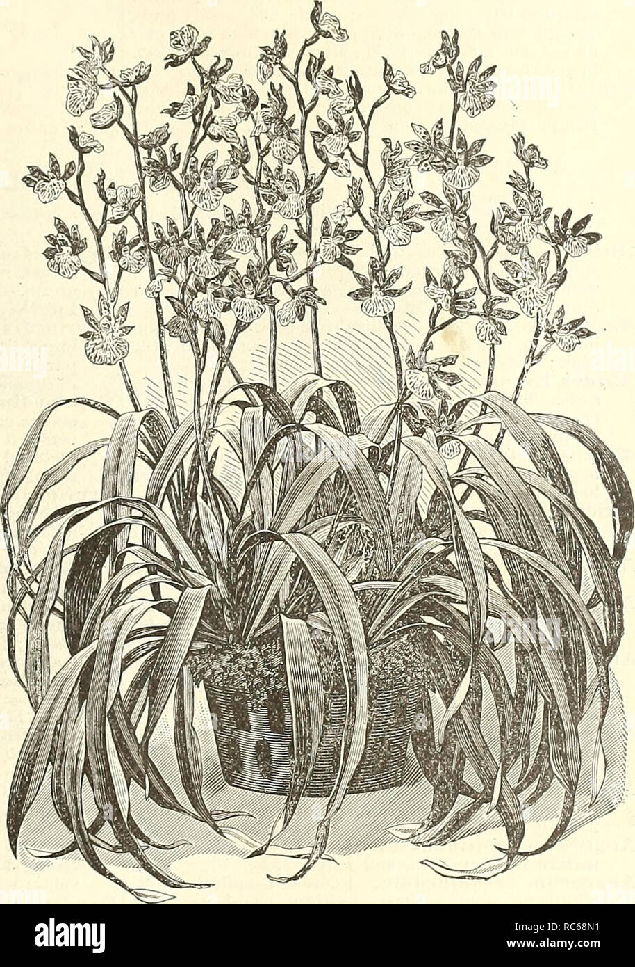 50 lari hi-res stock photography and images - Alamy