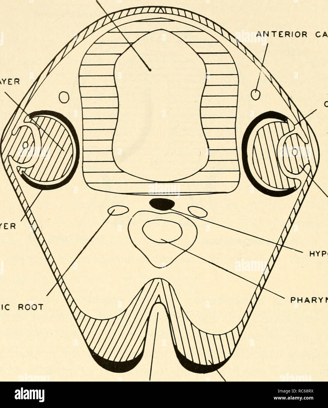 . Embryology. Embryology; Embryology; genealogy. 134 EMBRYOLOGY ...