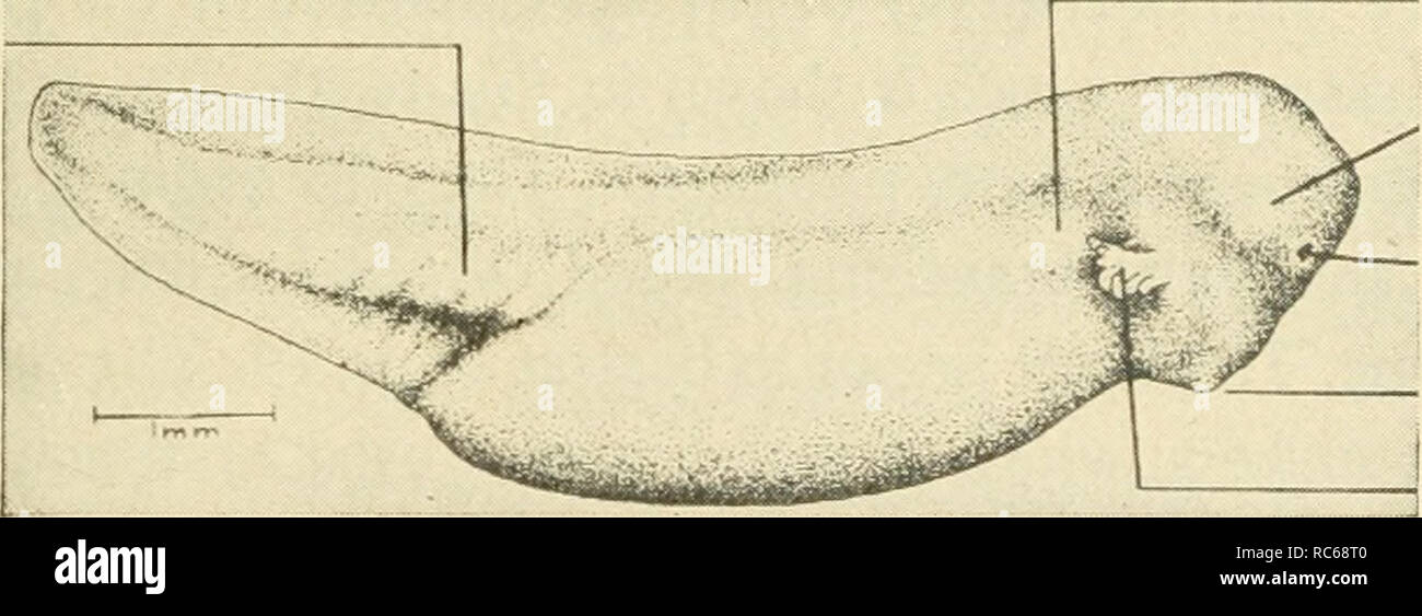 . Embryology. Embryology; Embryology; genealogy. Fig. 74. Two ...