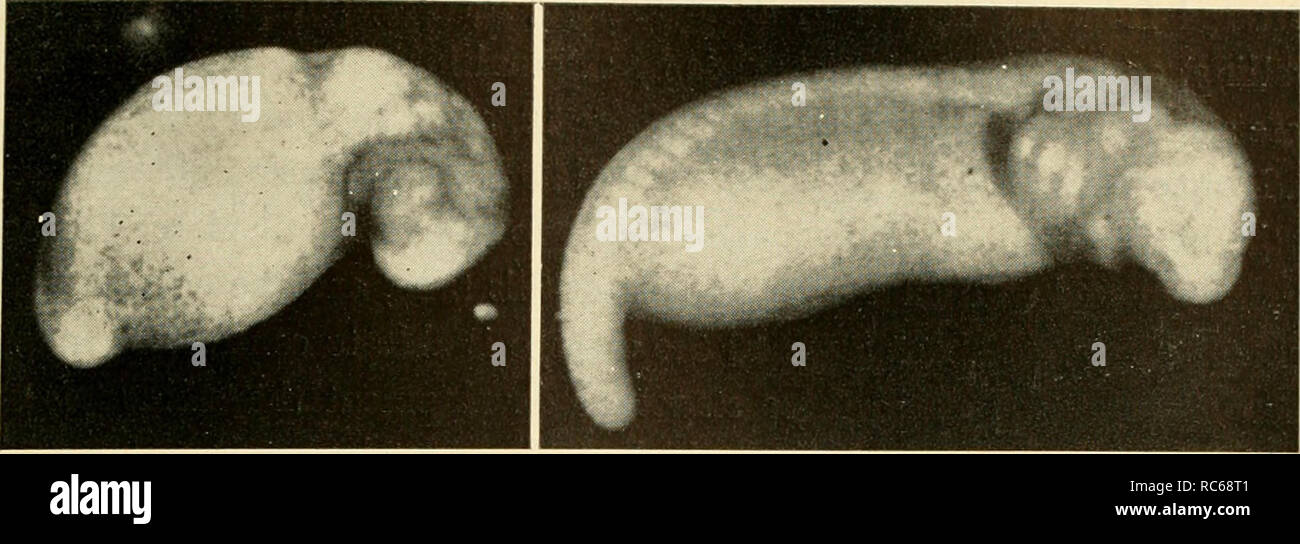 . Embryology. Embryology; Embryology; genealogy. THE EMBRYO 131. Fig ...