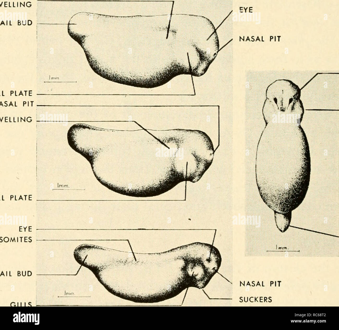 . Embryology. Embryology; Embryology; genealogy. Fig. 72. A late ...