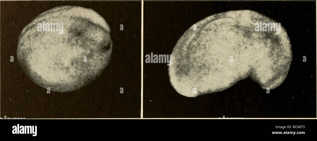 . Embryology. Embryology; Embryology; genealogy. Fig. 72. A late ...