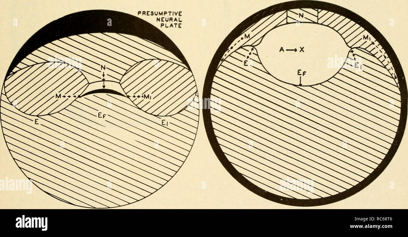 . Embryology. Embryology; Embryology; genealogy. Fig. 68. The neural ...