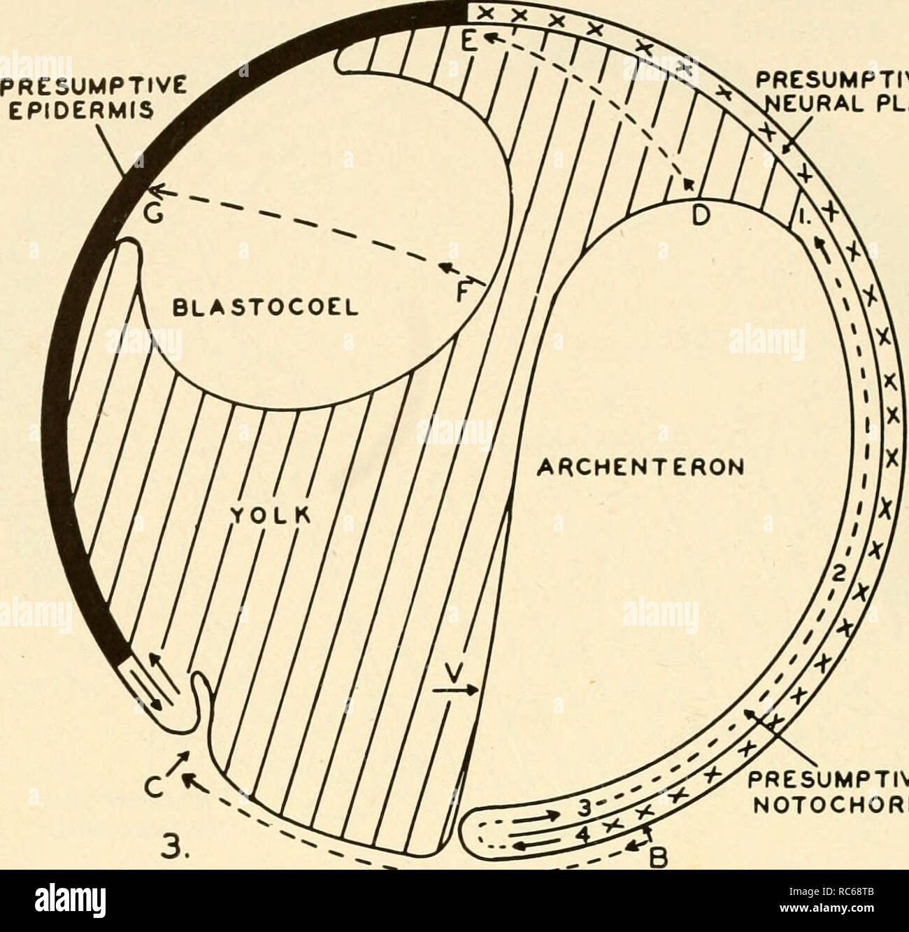 . Embryology. Embryology; Embryology; genealogy. 122 EMBRYOLOGY Al ...
