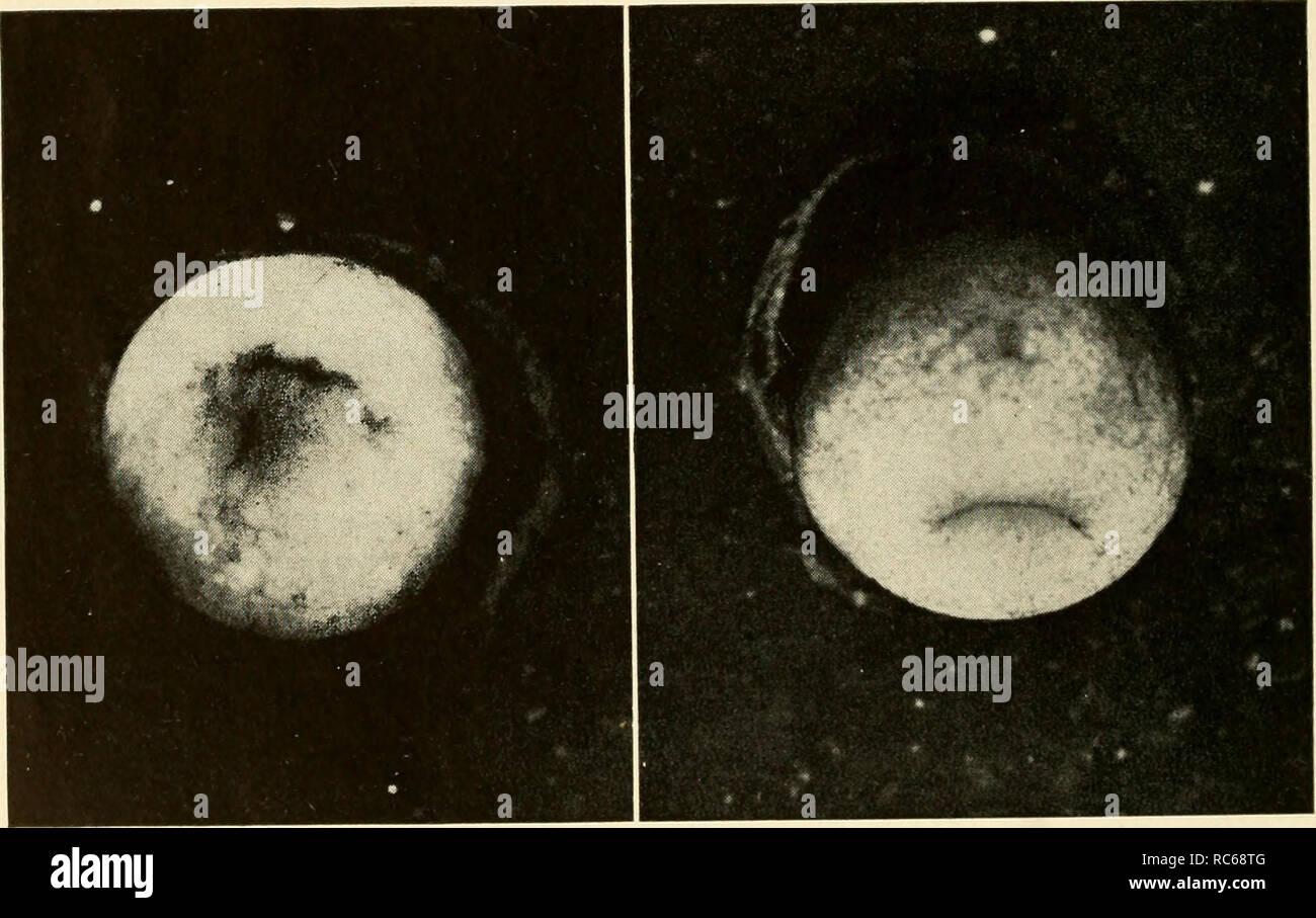 . Embryology. Embryology; Embryology; genealogy. Fig. 59. Late cleavage ...