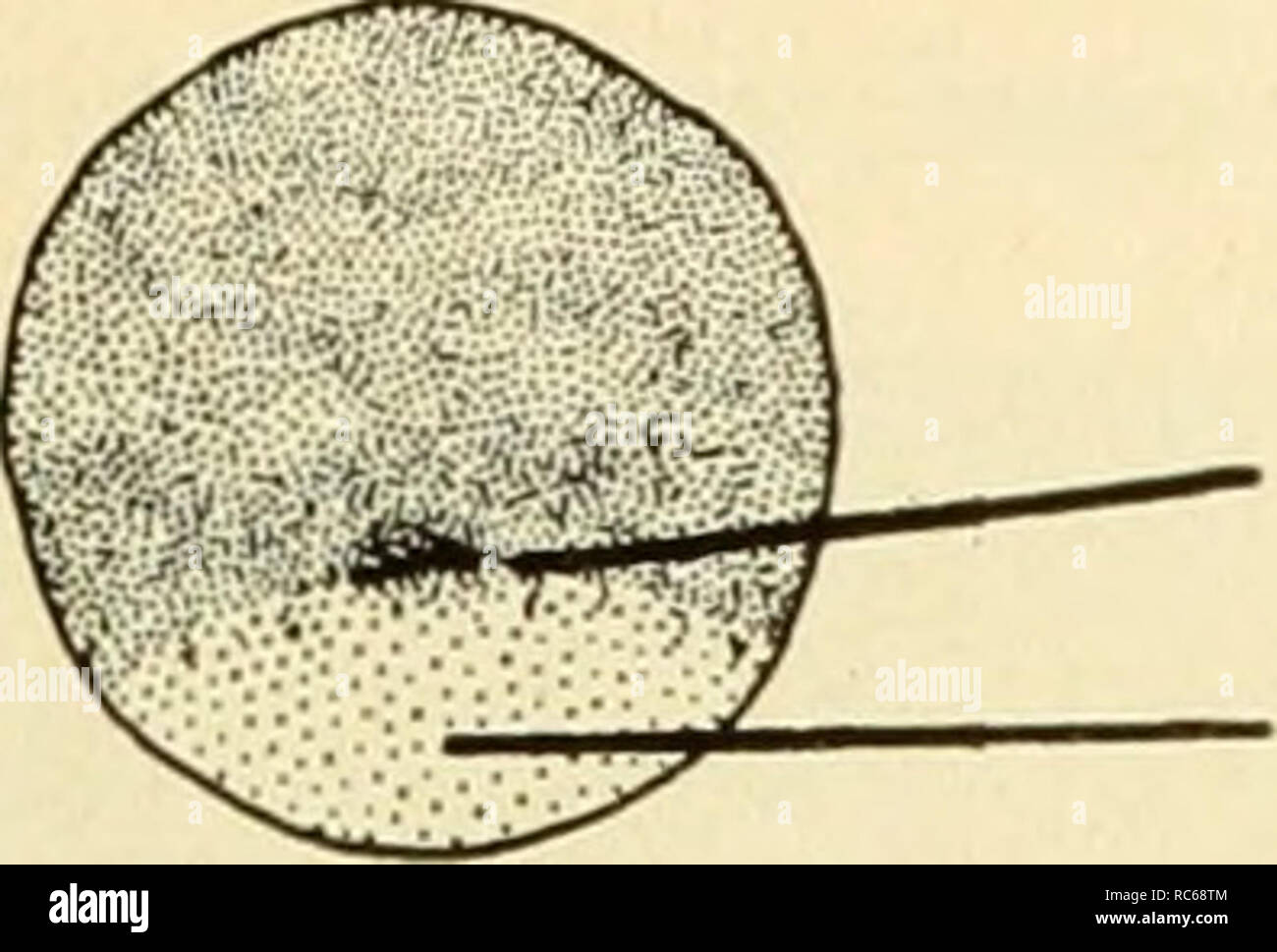 Late gastrula hi-res stock photography and images - Alamy