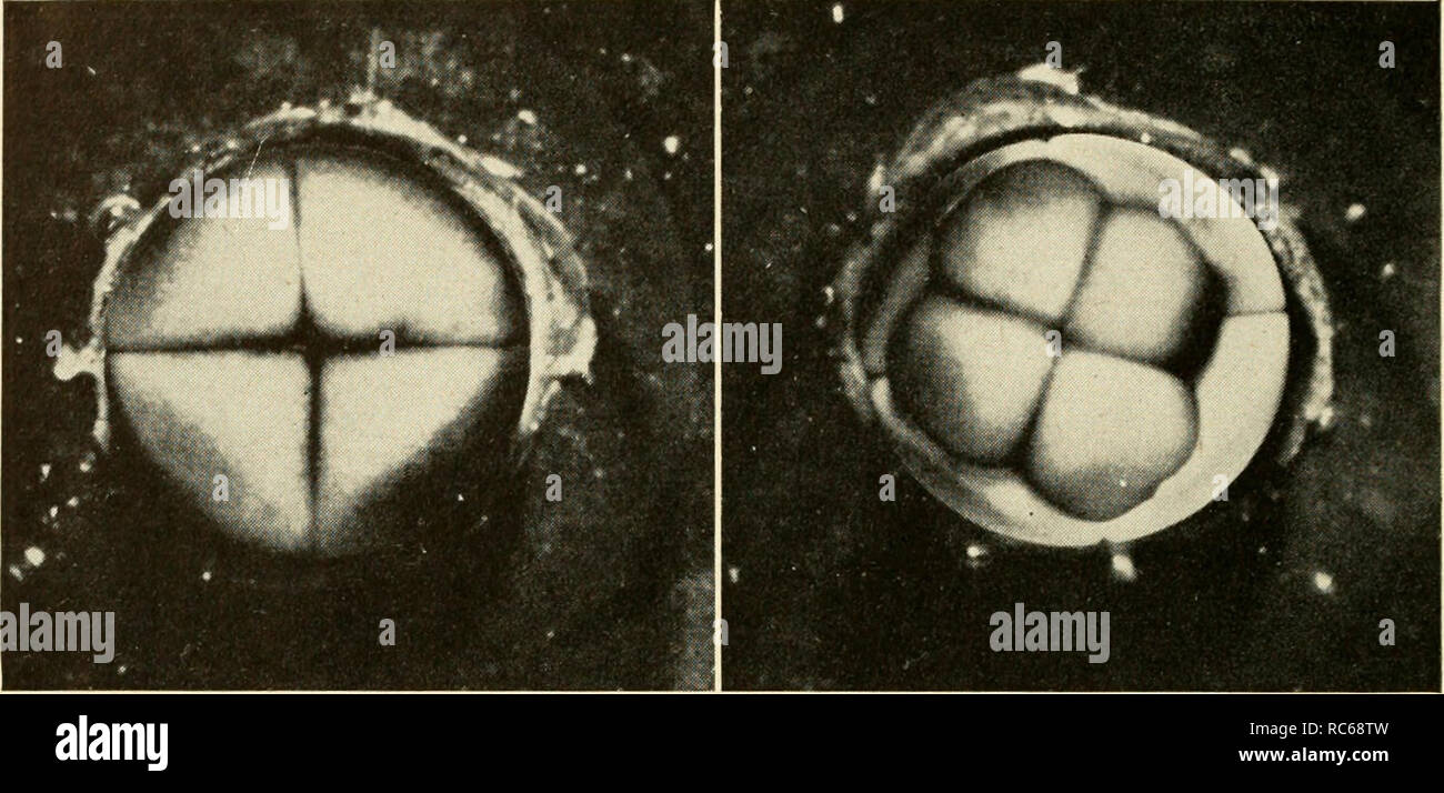 . Embryology. Embryology; Embryology; genealogy. 116 EMBRYOLOGY. Fig ...