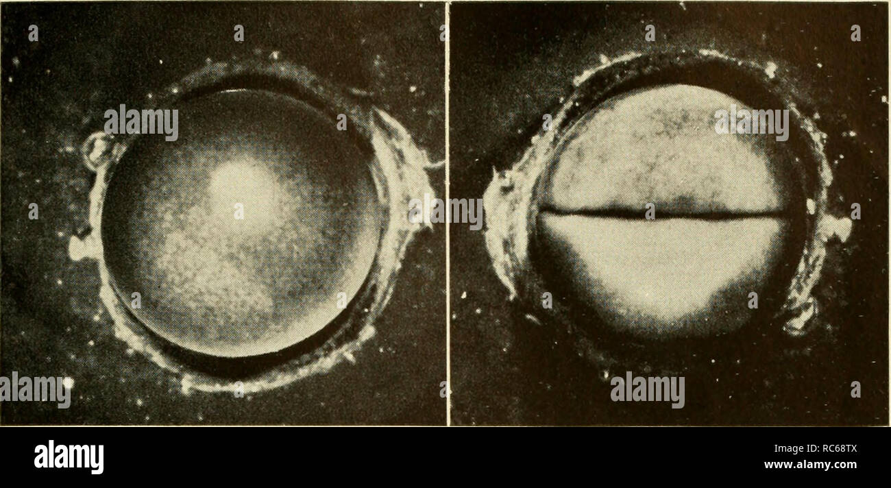 . Embryology. Embryology; Embryology; genealogy. EARLY CLEAVAGES 115 ...