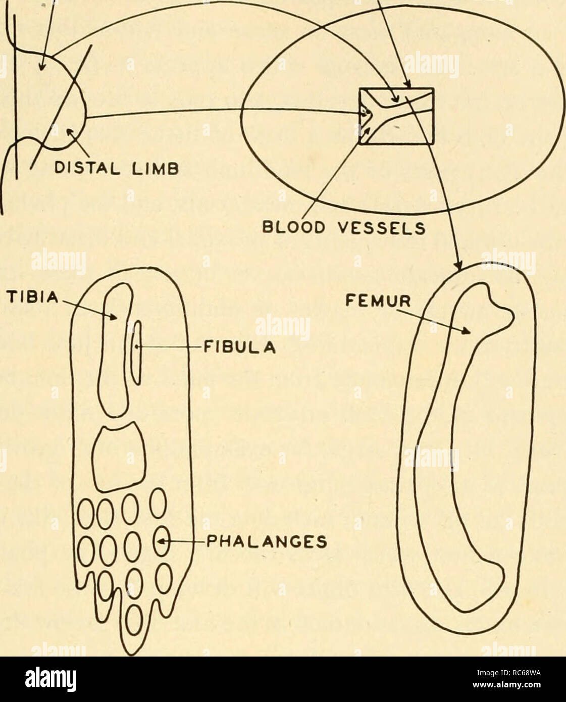 . Embryology. Embryology; Embryology; genealogy. PROGRESSIVE ...
