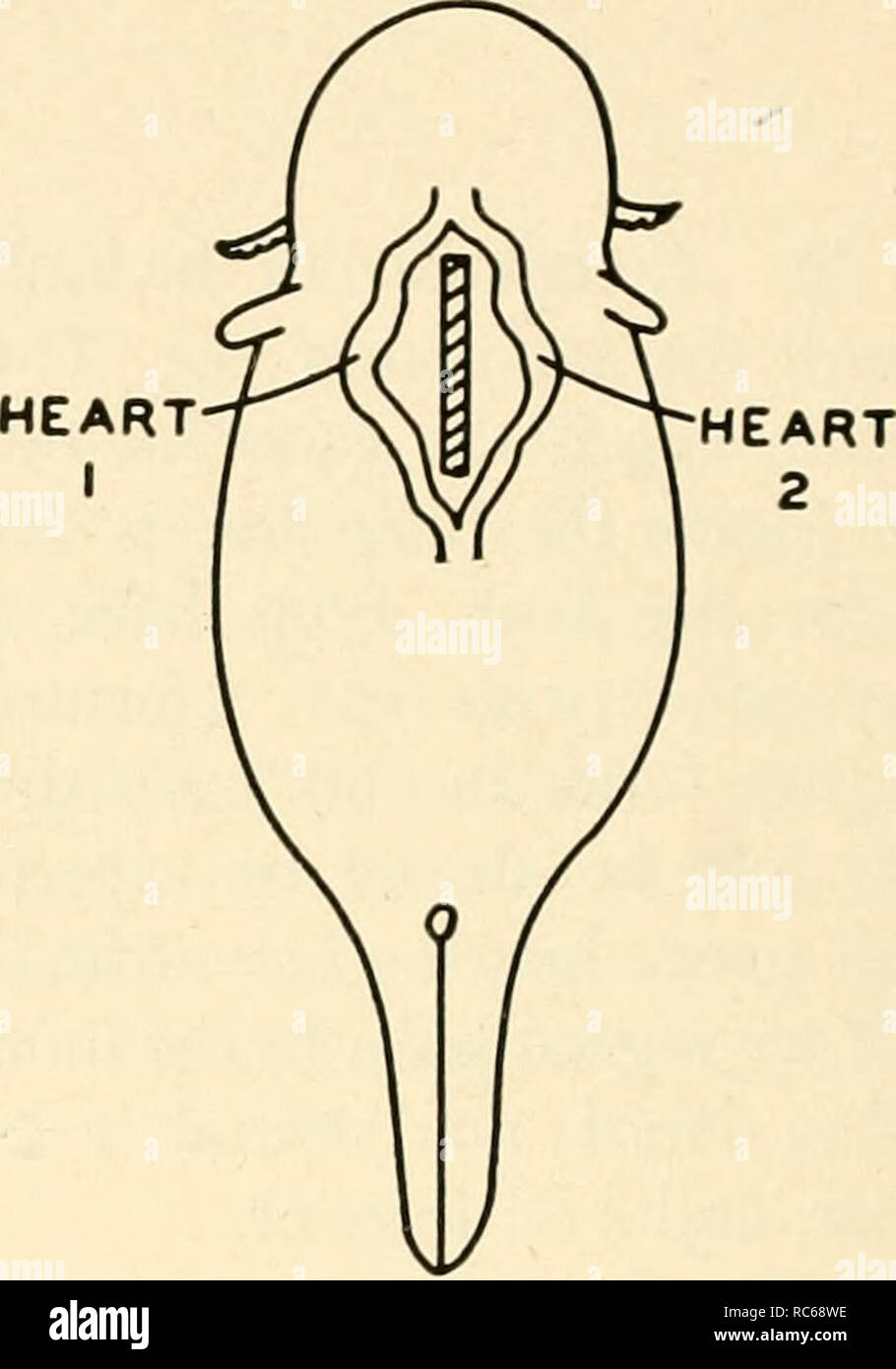 Neurula High Resolution Stock Photography and Images - Alamy