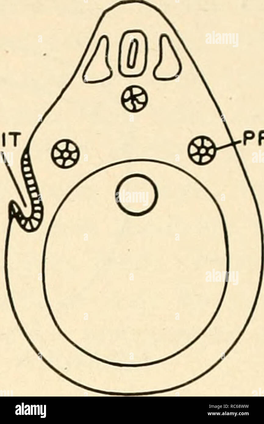 . Embryology. Embryology; Embryology; genealogy. NEURAL TUBE SOMITE ...