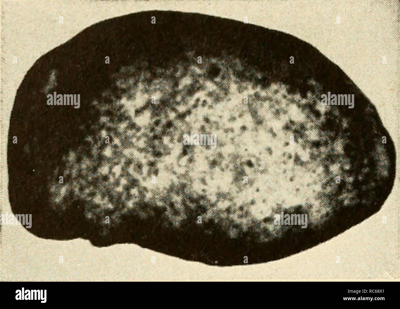 Neurula hi-res stock photography and images - Alamy