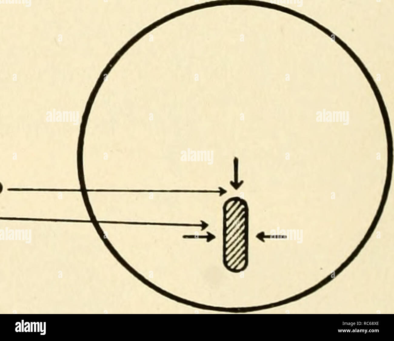 Amphibian embryology hi-res stock photography and images - Alamy