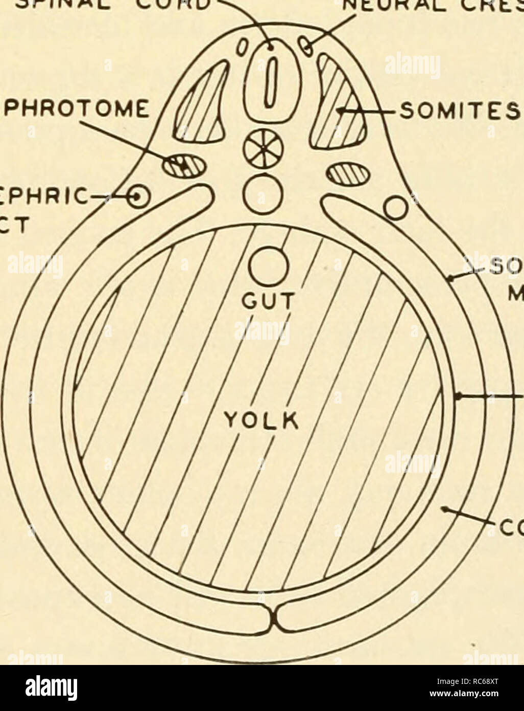 . Embryology. Embryology; Embryology; genealogy. THE ANATOMY OF AN ...