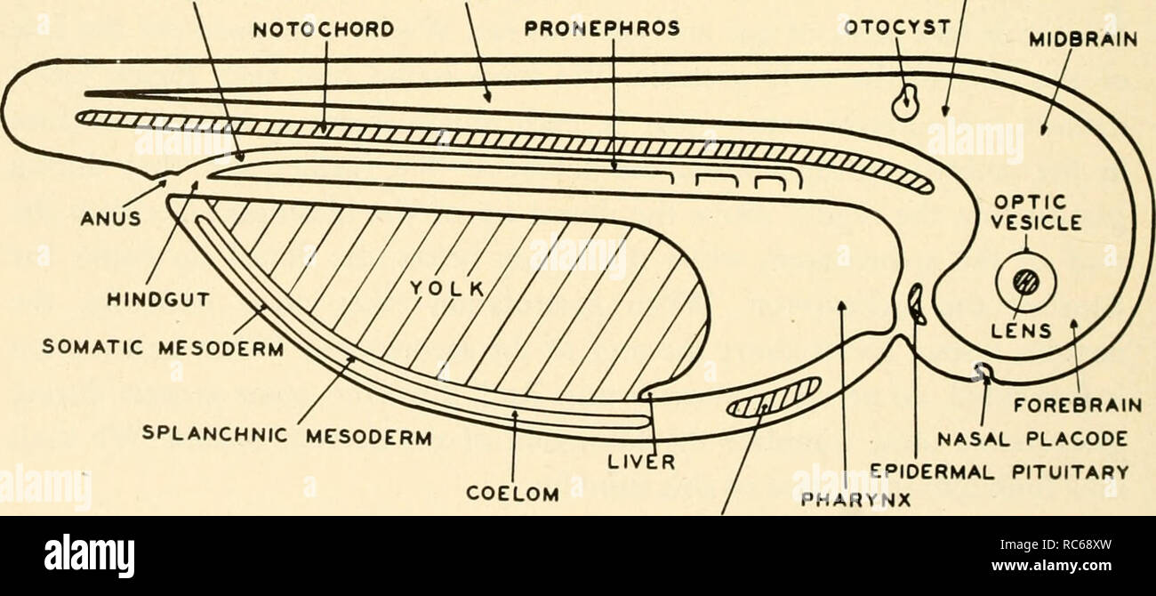 . Embryology. Embryology; Embryology; genealogy. 70 EMBRYOLOGY us what ...