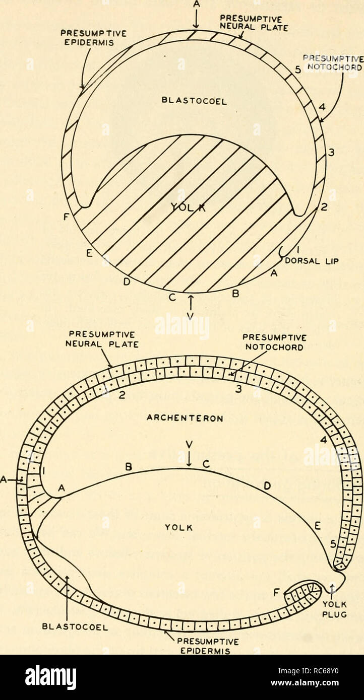 . Embryology. Embryology; Embryology; genealogy. PRESUMPTIVE EPIDERMIS ...