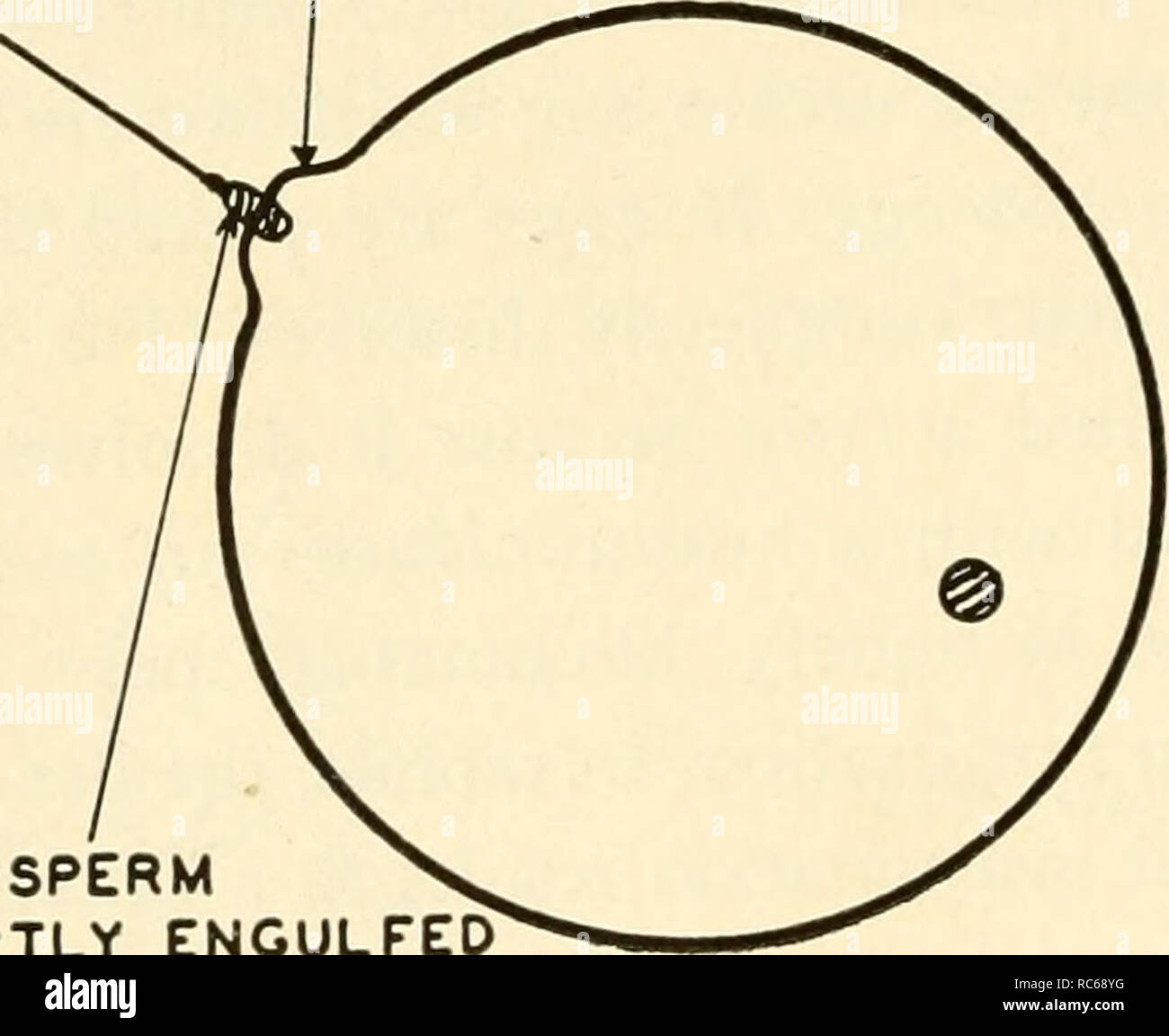 . Embryology. Embryology; Embryology; genealogy. EGG NUCLEUS ...