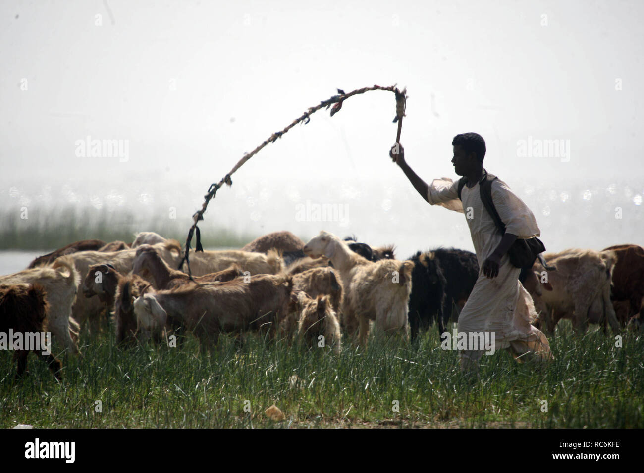 Khartoum, Sudan. 14th Jan, 2019. A Sudanese herder shepherds his goats ...