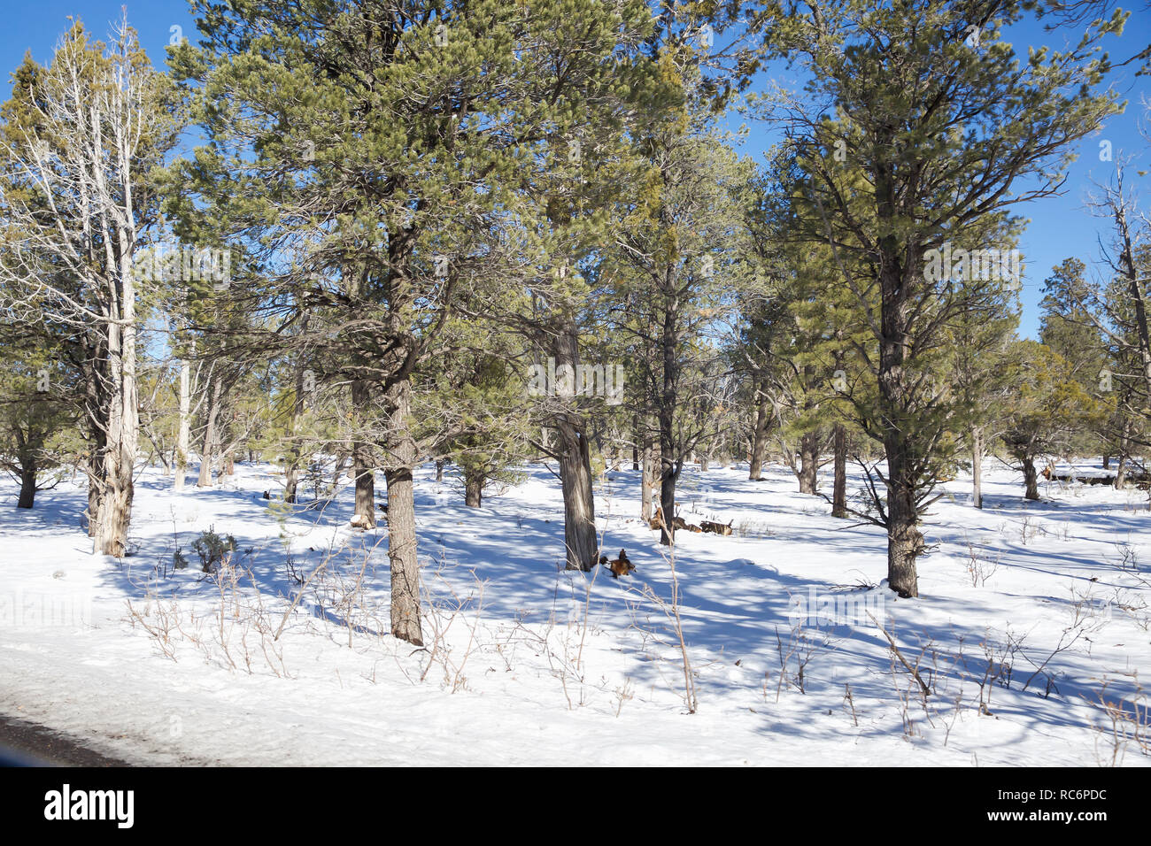 Snow in December in the Grand Canyon National Park in the USA one of ...