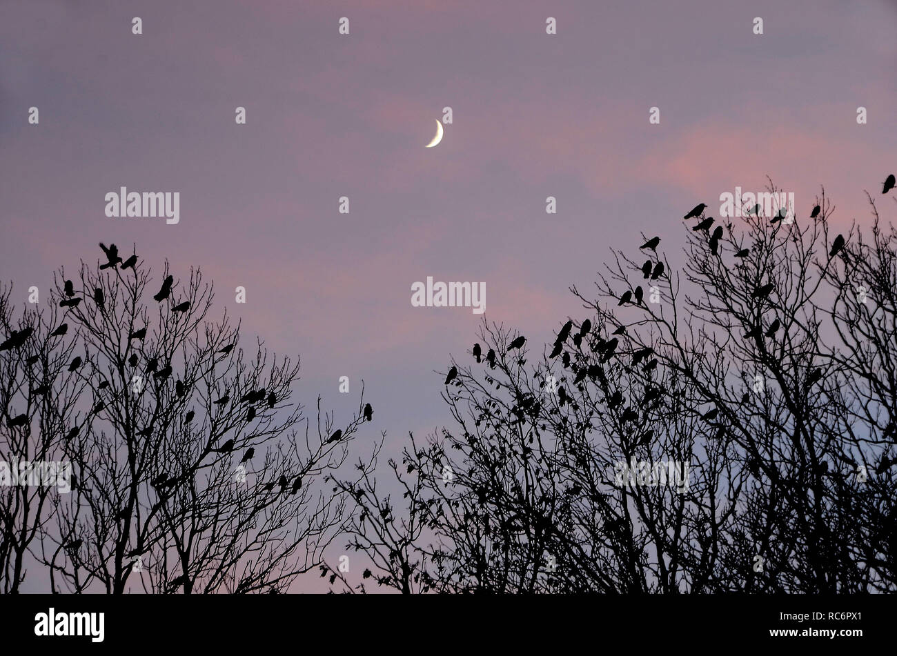 Group of crows hi-res stock photography and images - Alamy