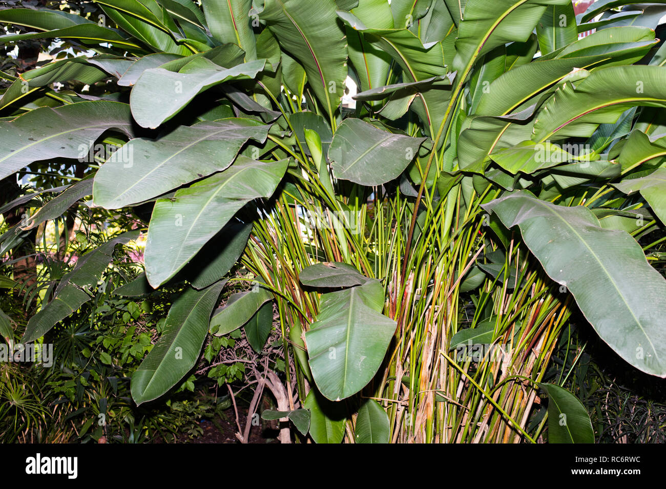 A green bush Stock Photo - Alamy