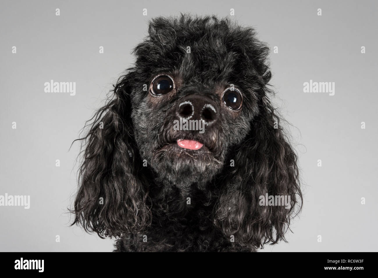 Grey miniature poodle hi-res stock photography and images - Alamy