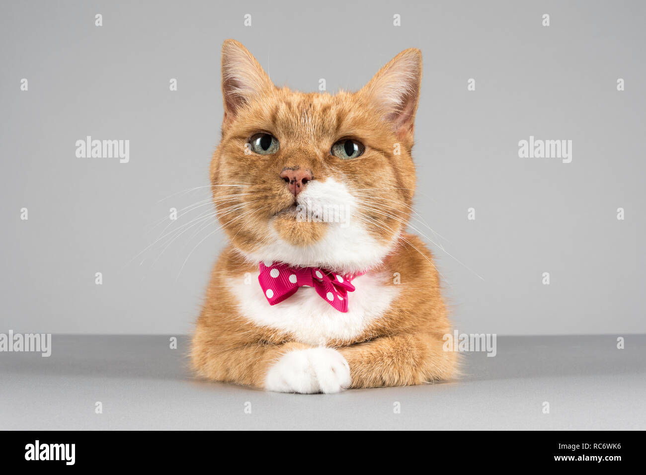 Clever cats hi-res stock photography and images - Alamy