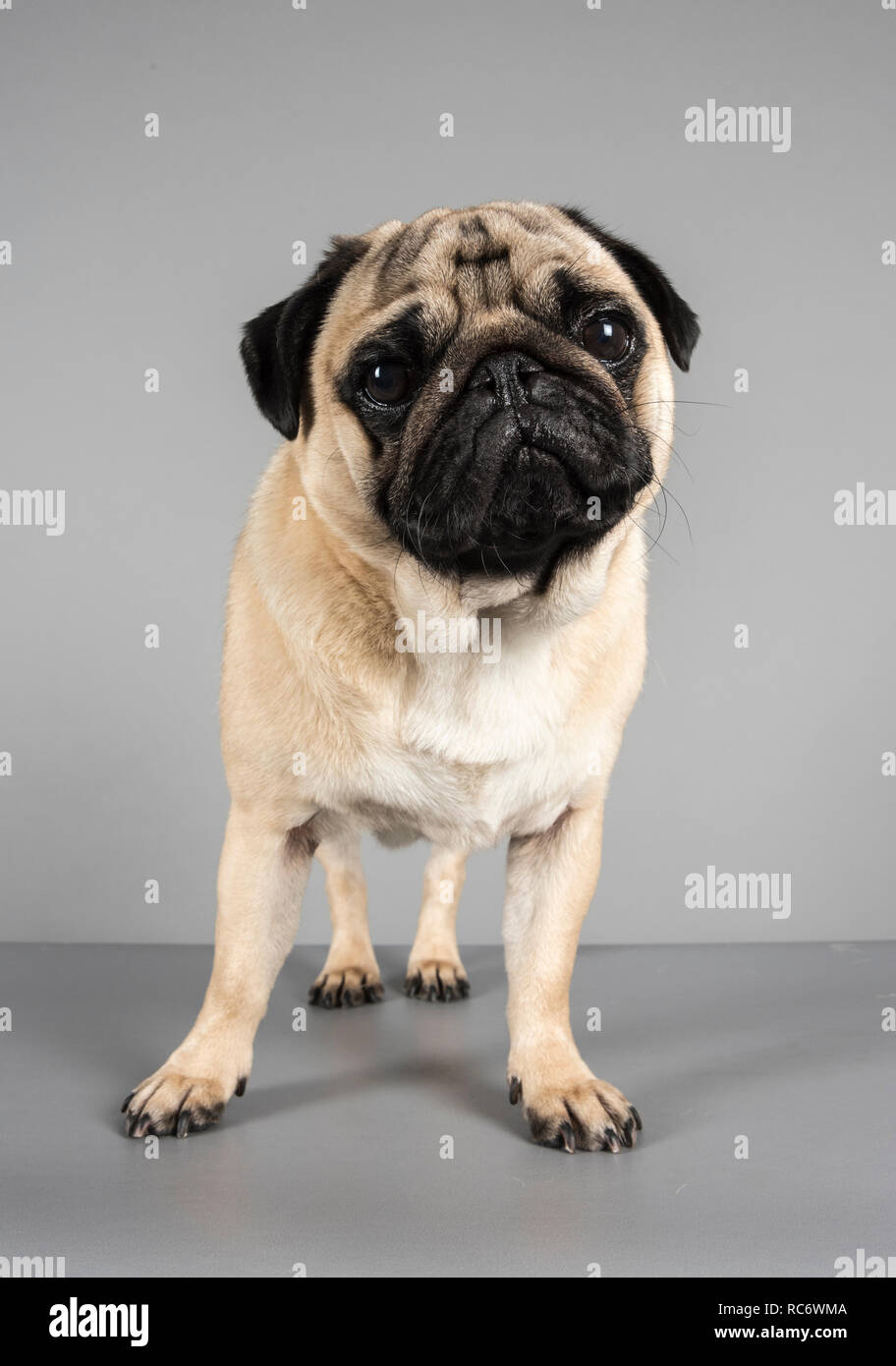 Loving pug hi-res stock photography and images - Alamy