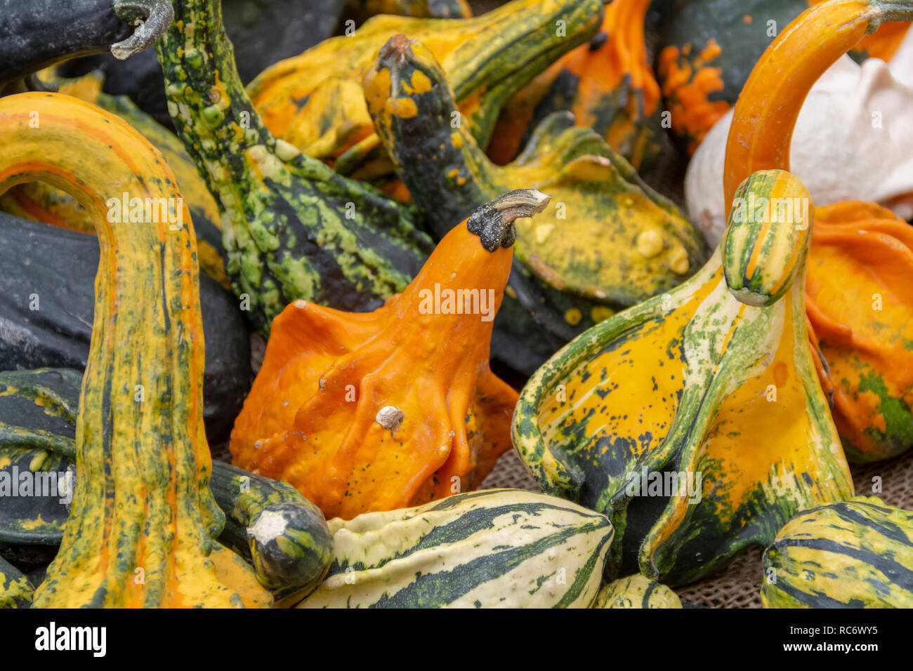 full frame shot showing lots of various ornamental pumpkins Stock Photo ...