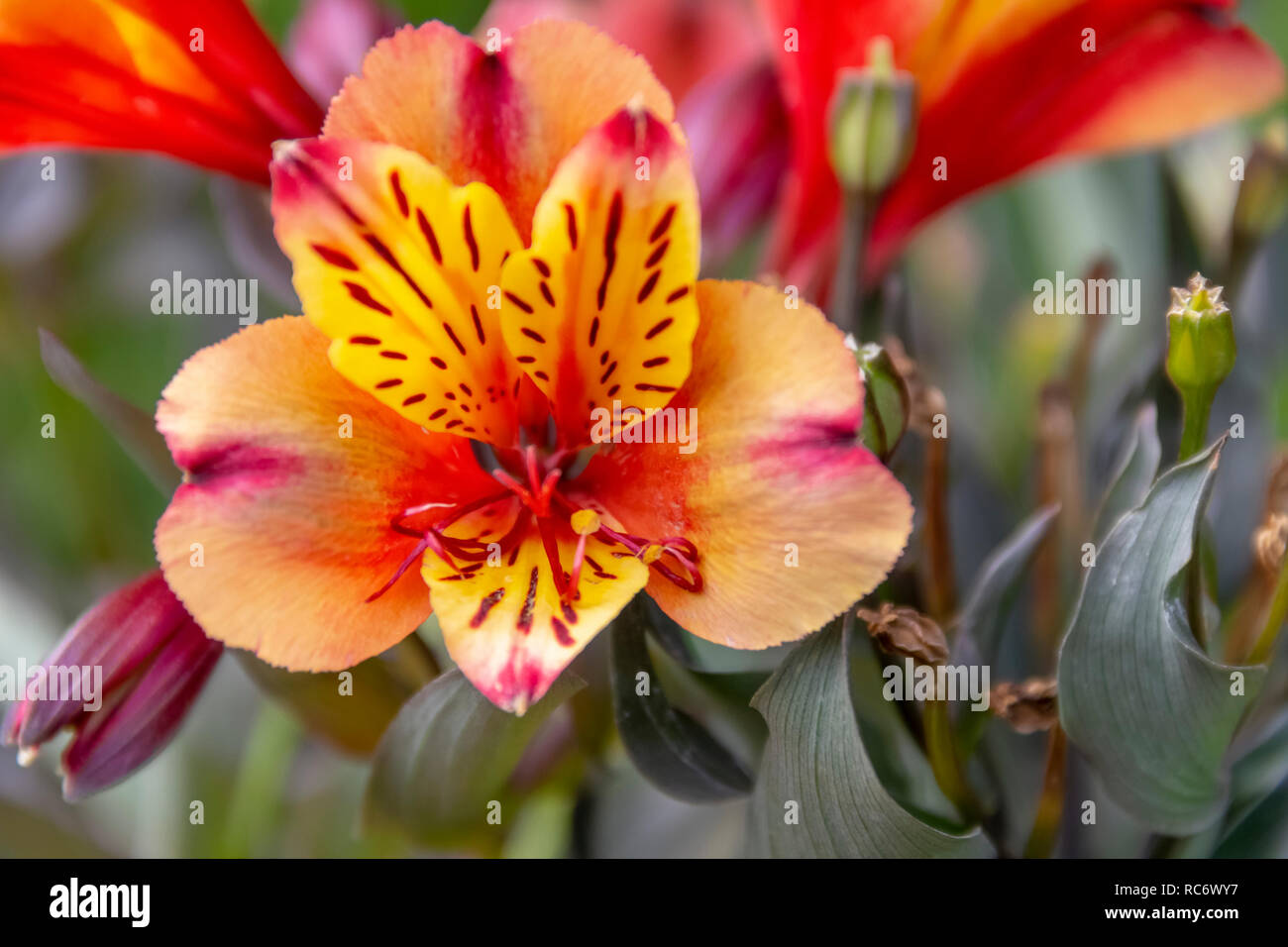 Red colored head hi-res stock photography and images - Alamy