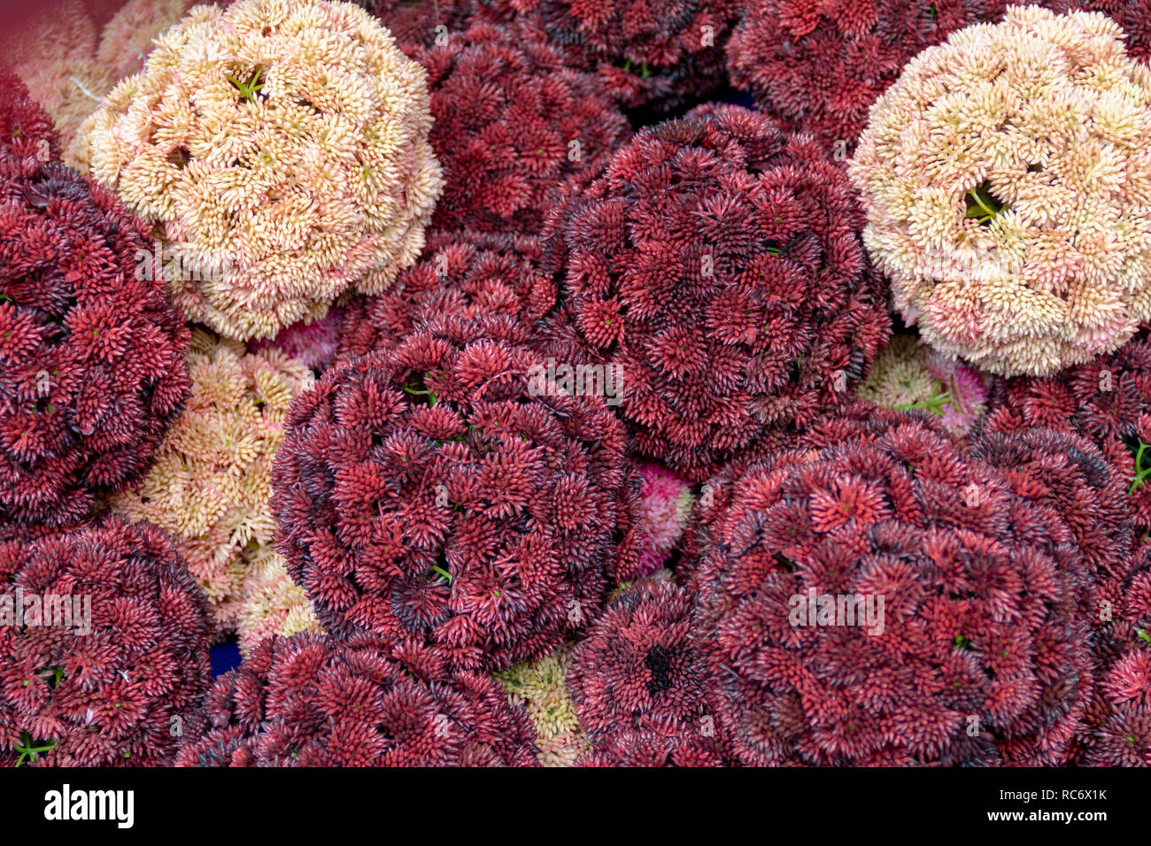Dense flower heads hi-res stock photography and images - Alamy