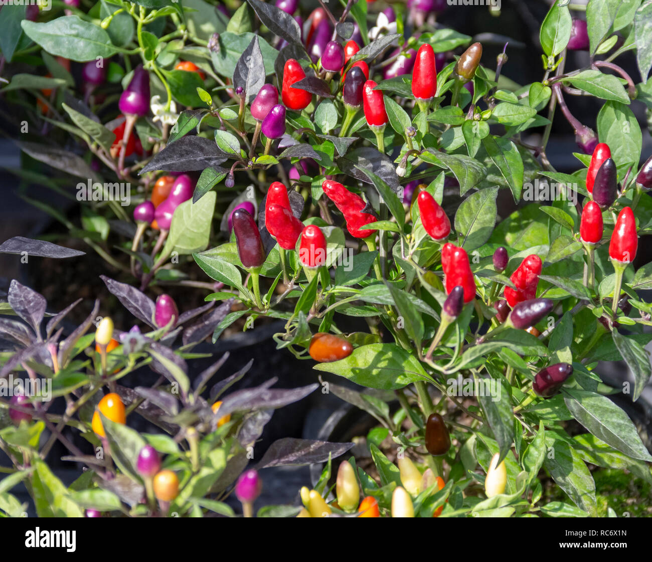 chili plants with colorful fruits in sunny ambiance Stock Photo - Alamy