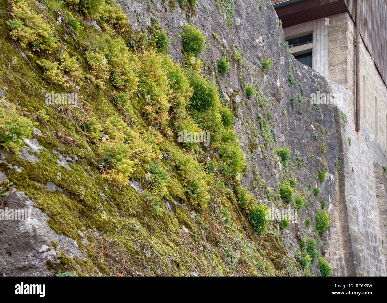 Old wall overgrown lichen hi-res stock photography and images - Alamy