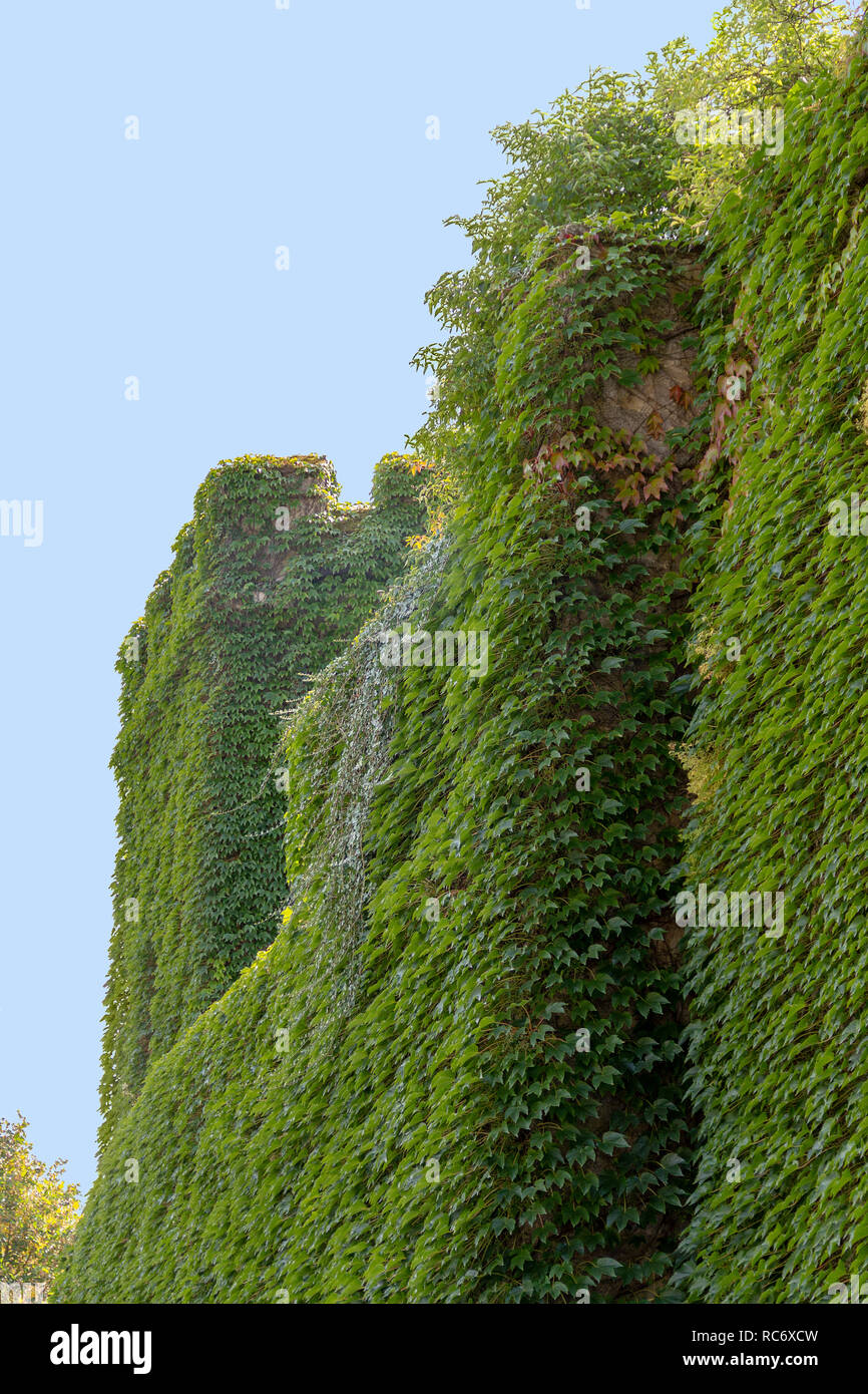 Overgrown wall hi-res stock photography and images - Alamy