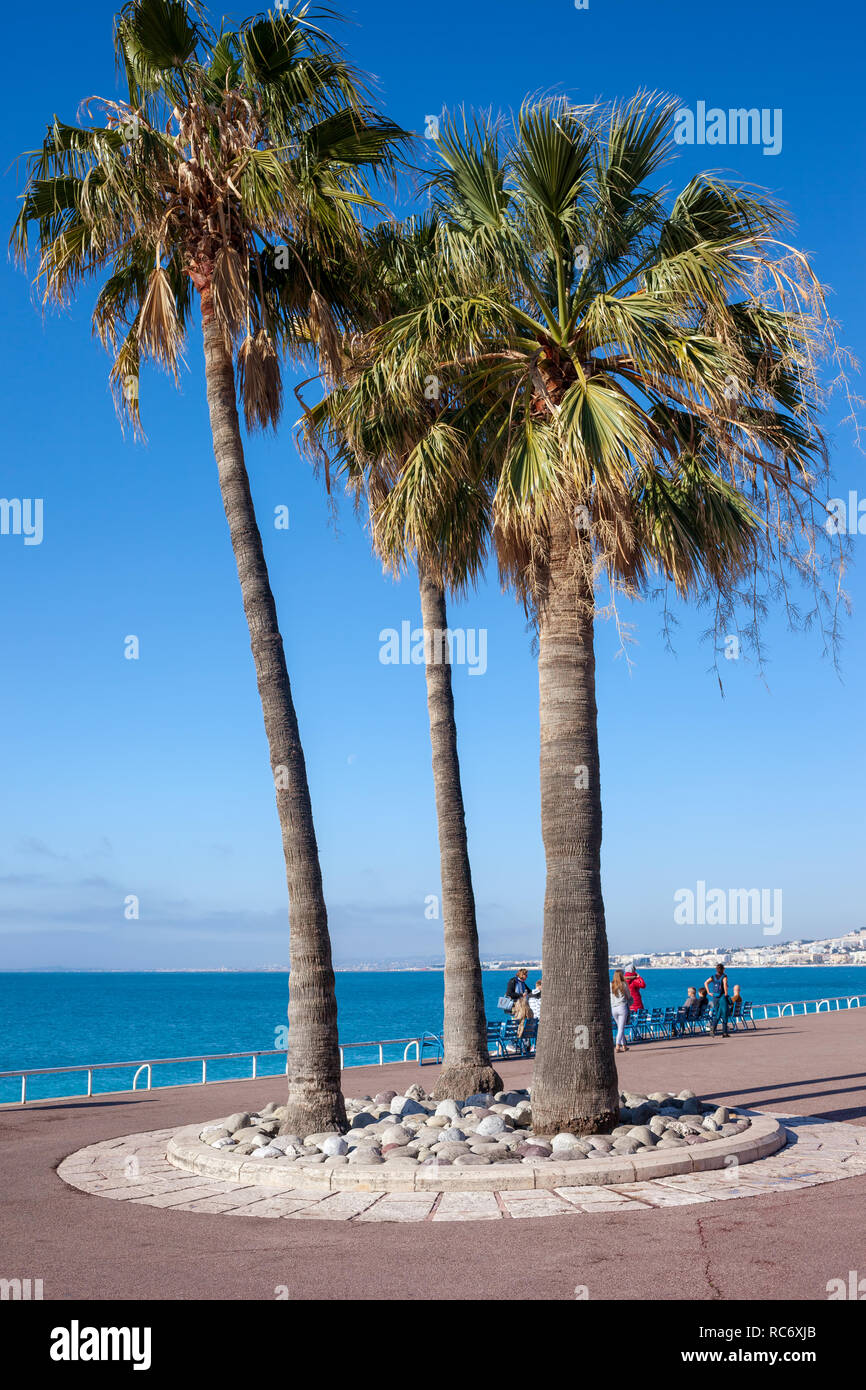 France, city of Nice, palm trees on promenade at Mediterranean Sea on ...