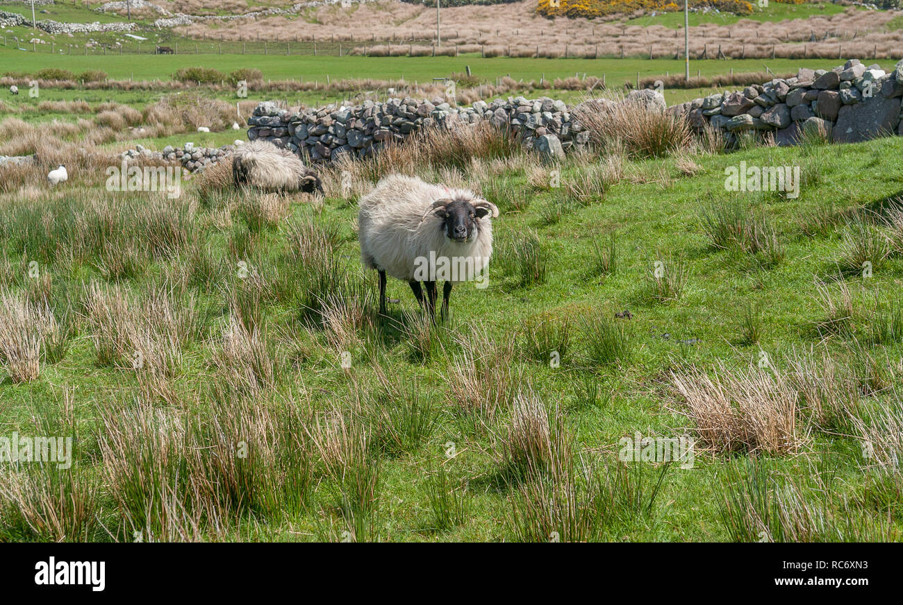Agricultural farmland on ireland countryside hi-res stock photography ...