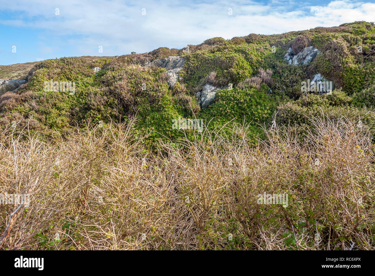 coastal vegetation scenery around Sky Road in Connemara, a region in ...