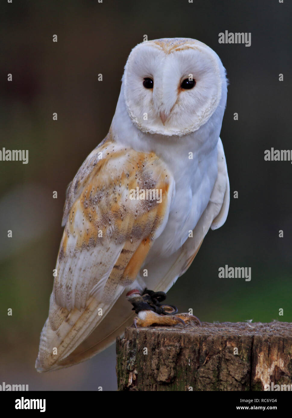 Barn Owl (tyto alba Stock Photo - Alamy