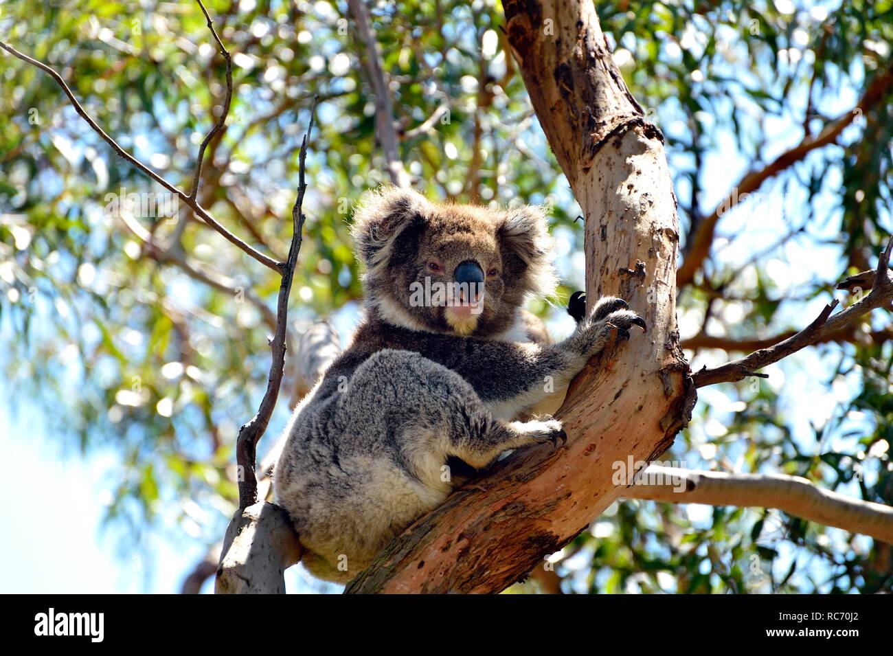 Koala Bear sitting in a Eucalyptus Tree, Australia Stock Photo - Alamy