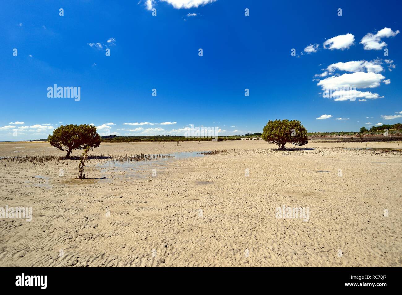 Mangrove trees on sandy beach, French Island, Australia Stock Photo - Alamy