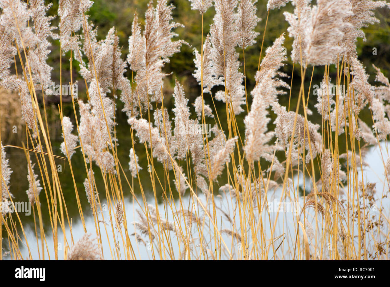 Canal side plants hi-res stock photography and images - Alamy