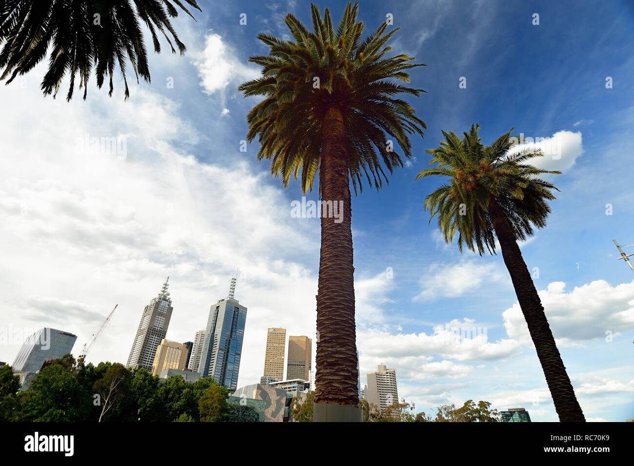 Palm trees frame tall buildings in the central business district ...