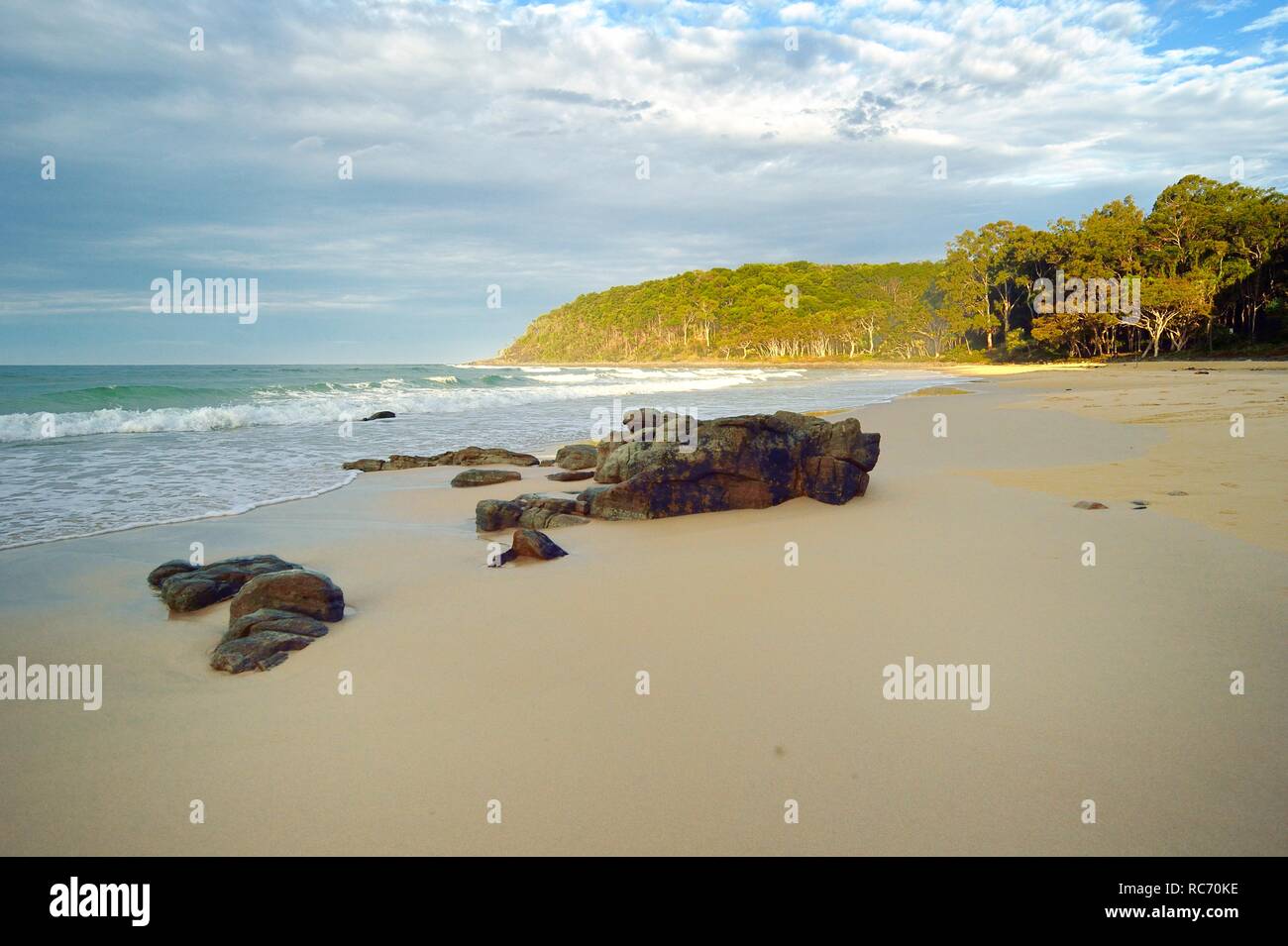 Australian tea tree hi-res stock photography and images - Alamy
