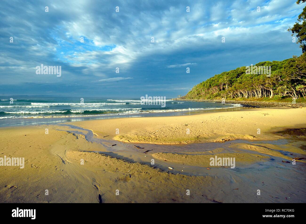Ocean tree australia hi-res stock photography and images - Alamy