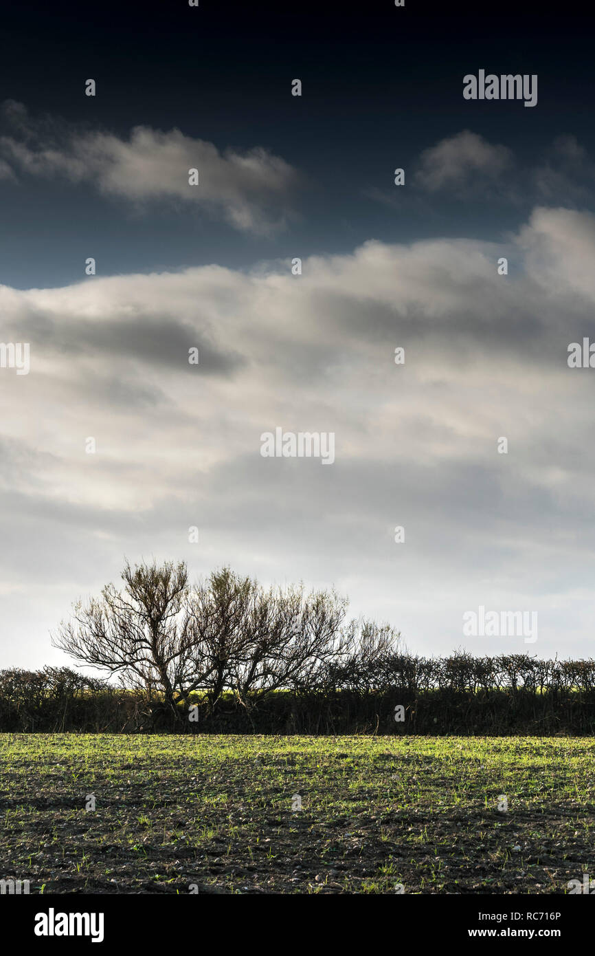 Stunted tree hi-res stock photography and images - Alamy