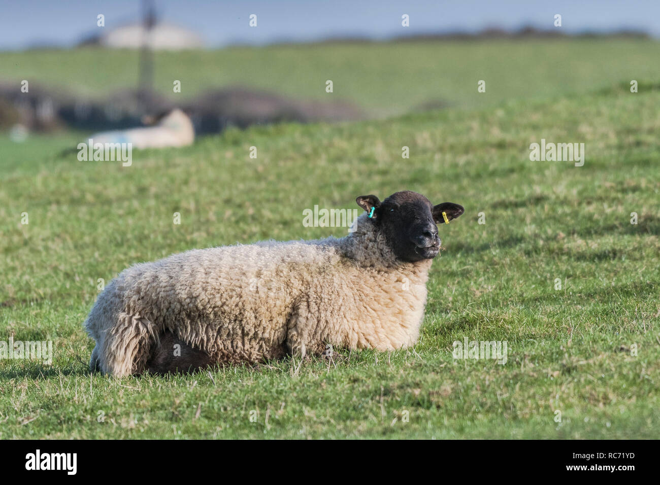 Chewing field hi-res stock photography and images - Alamy