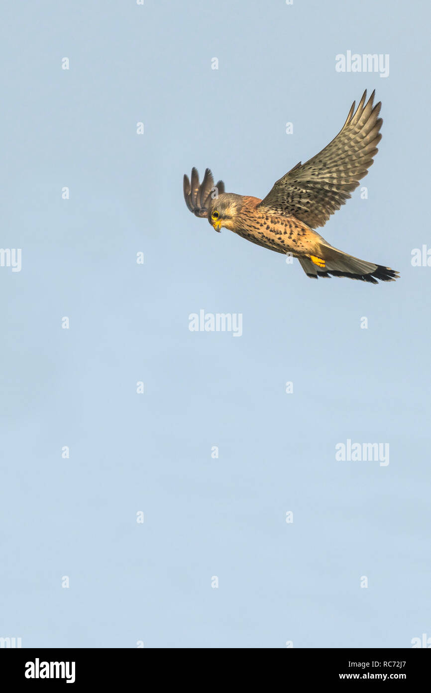 Windhover hi-res stock photography and images - Alamy