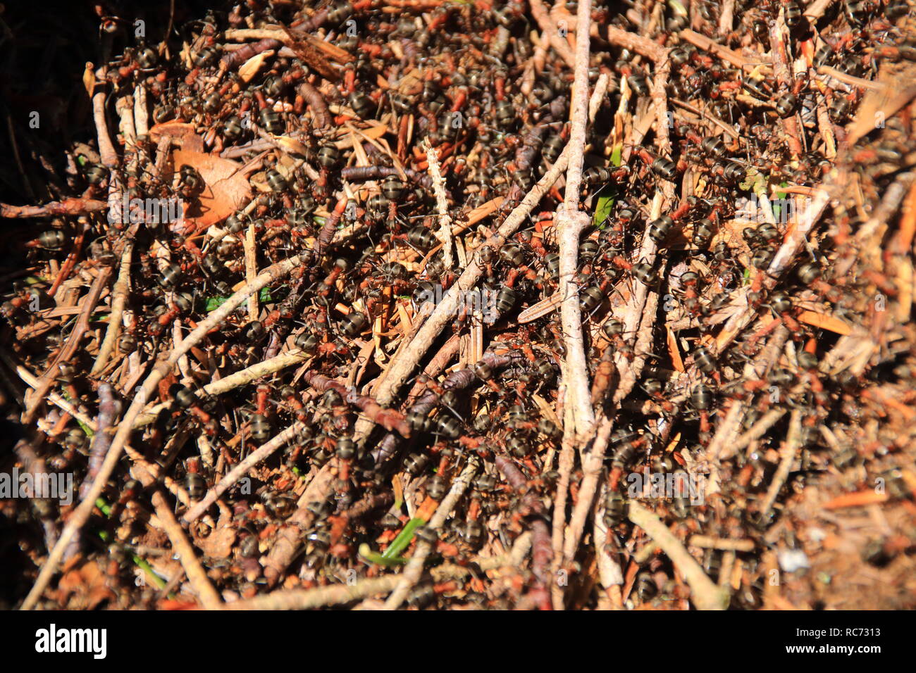 Ant anthill hi-res stock photography and images - Alamy