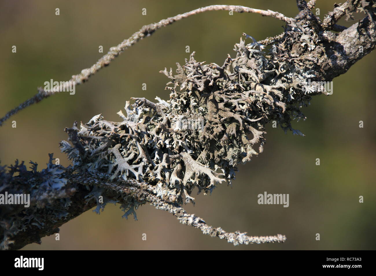 lichen on the branch of a tree Stock Photo - Alamy