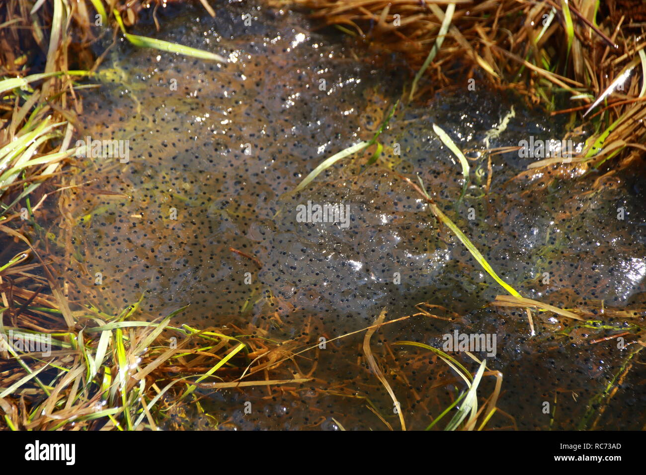 Frogs in a small pool Stock Photo - Alamy